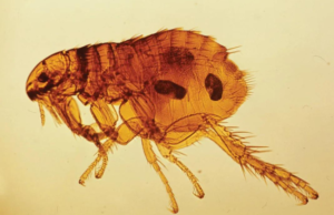 Todo lo que Necesitas Saber sobre las Pulgas "Flea Flea"