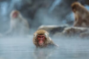 Monos Chinos: Peinados, Estilos y su Impacto en la Cultura Pop